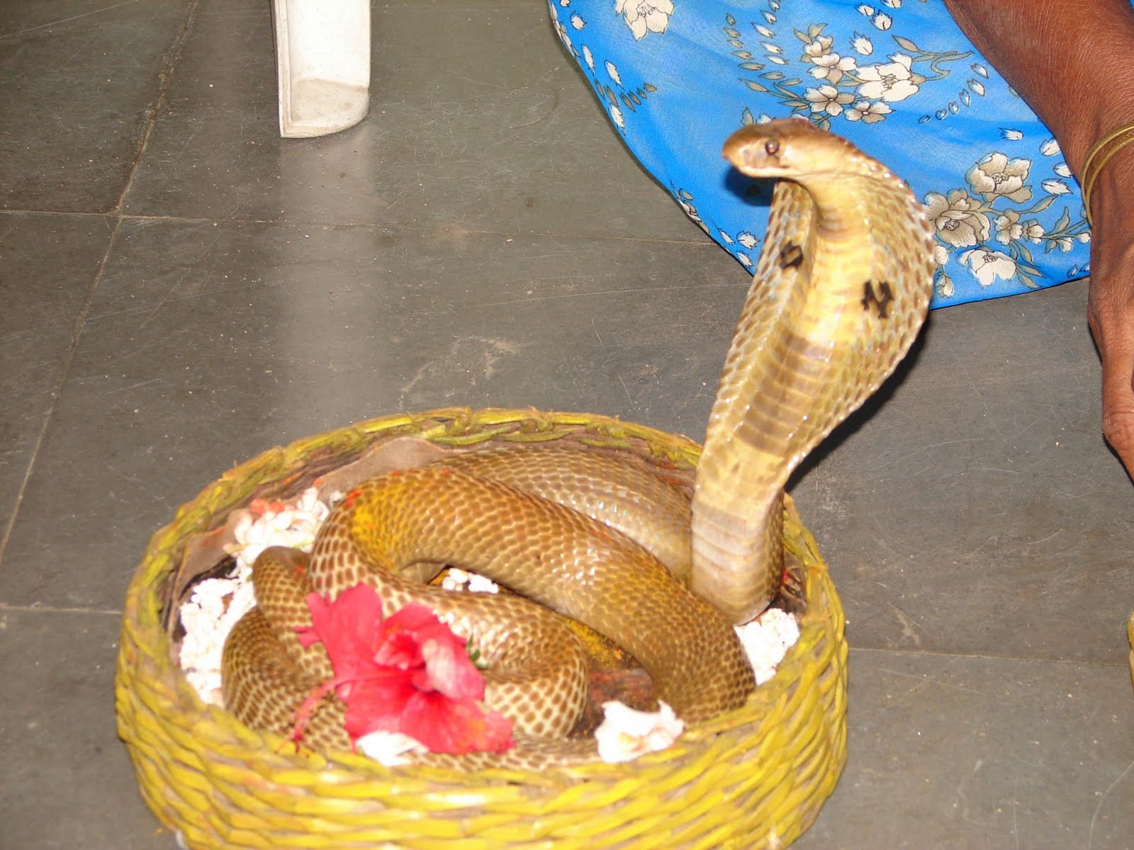 Raghu's column!: The festival of Naga Panchami is today.