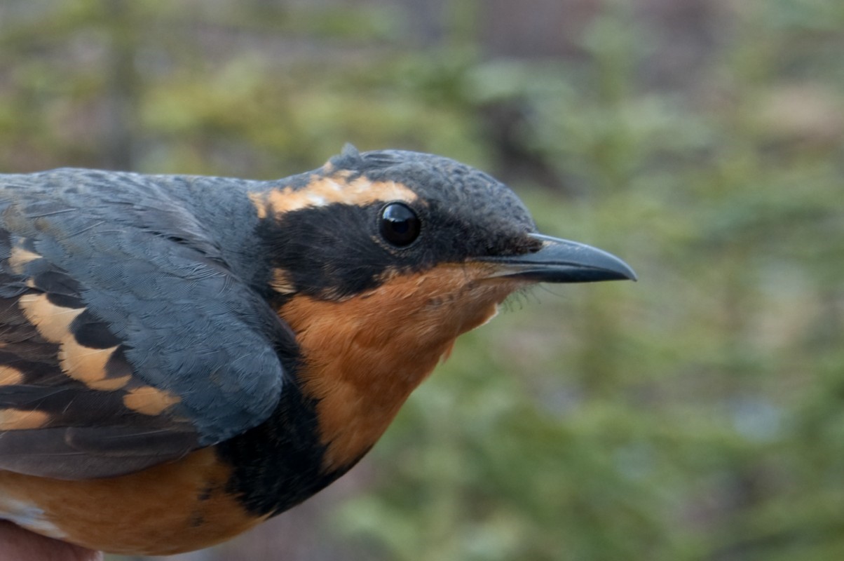 Yukon Bird Observatories: McIntyre Marsh Update - May 1 to 2