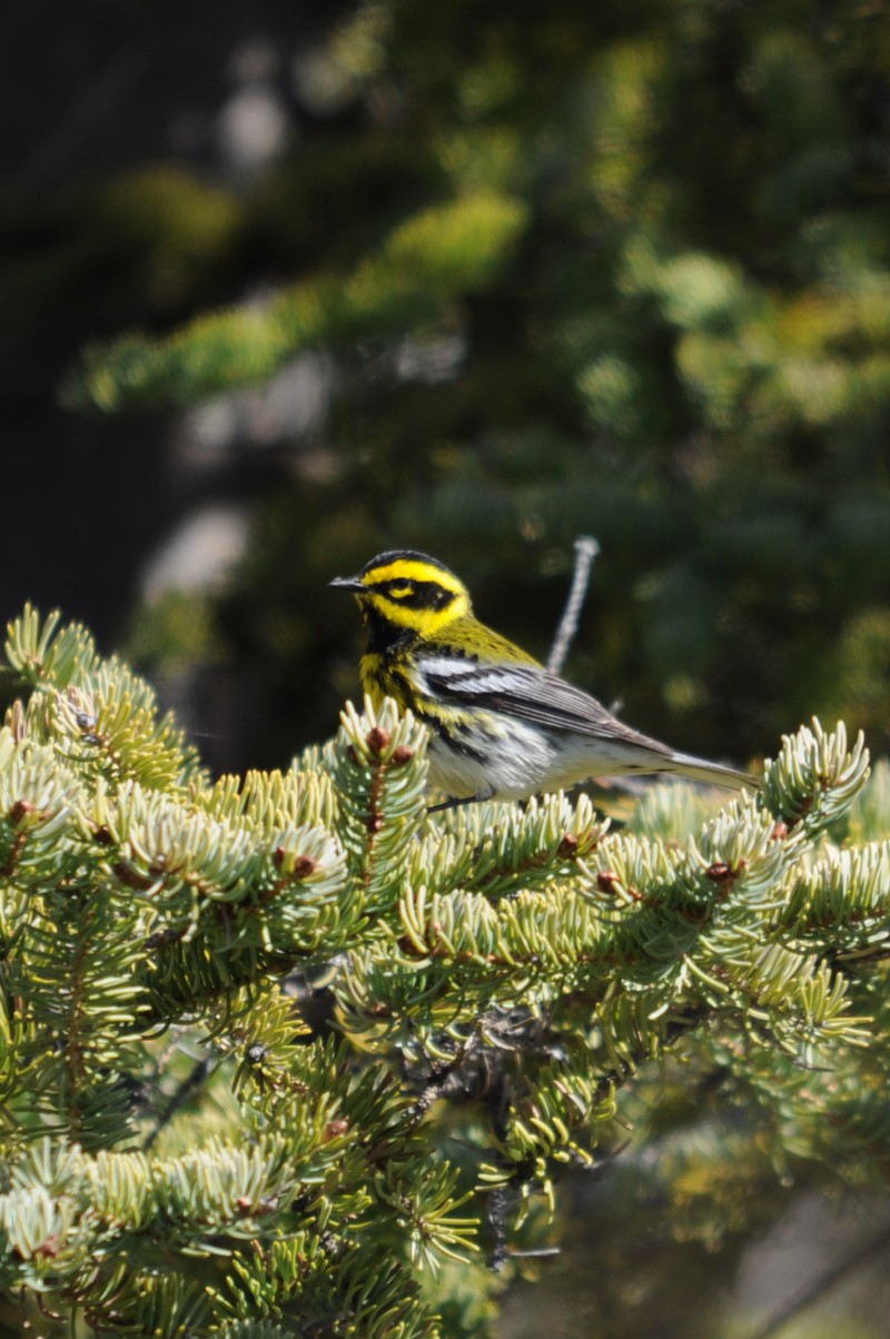 Yukon Bird Observatories: McIntyre Marsh - May 14 to 20