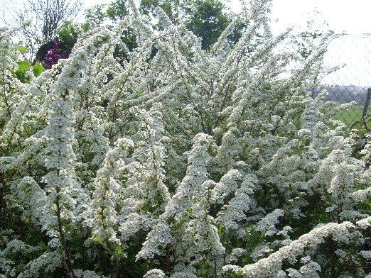 Ma Planète Jardin: La spirée arguta, une très belle spirée de printemps