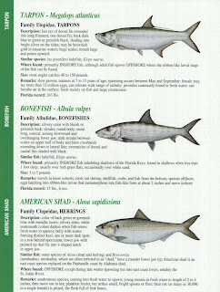 Crystal River Fishing Report: Florida Gulf Fish Identification Charts