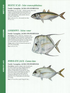 Crystal River Fishing Report: Florida Gulf Fish Identification Charts