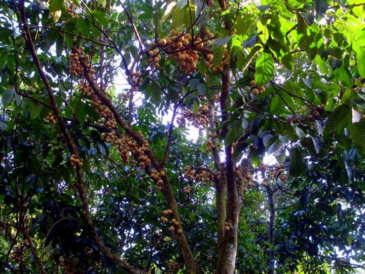 Fruits Stand: Lansones