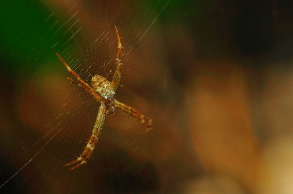 Animal Destination: Gagamba