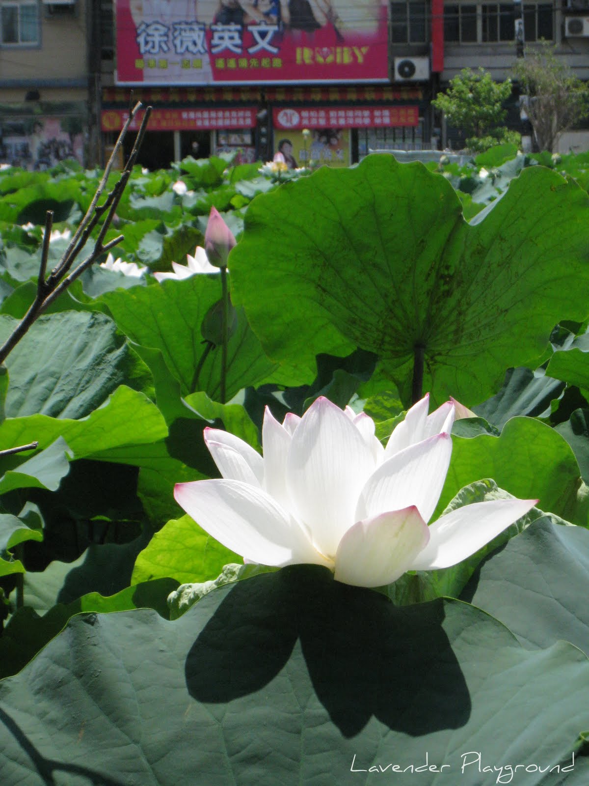 Lavender Playground: ~Taiwan~ Out and about