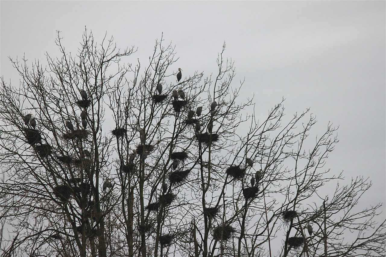 Little Swamp Creek: Heron return to the Kenmore rookery