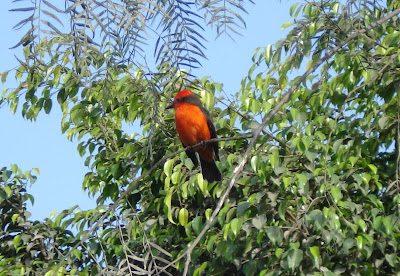 Teach me about birdwatching!: A good luck bird