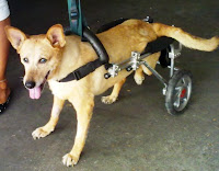 Revista do Cão: Dog Locomotion