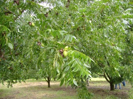 Salvena.Miel: Nueces Pecán