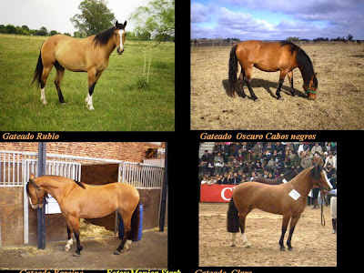 Asistente veterinario: Pelajes de equinos: