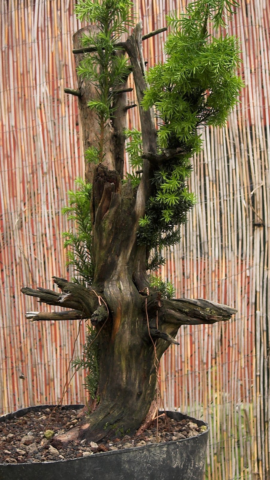 SandevBonsai: Taxus tanuki 2