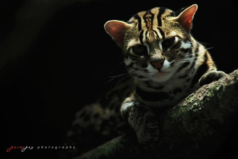 kucing hutan: Kucing Hutan