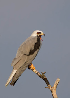 White-tailed Kite Day 7 - Connecticut Audubon Society