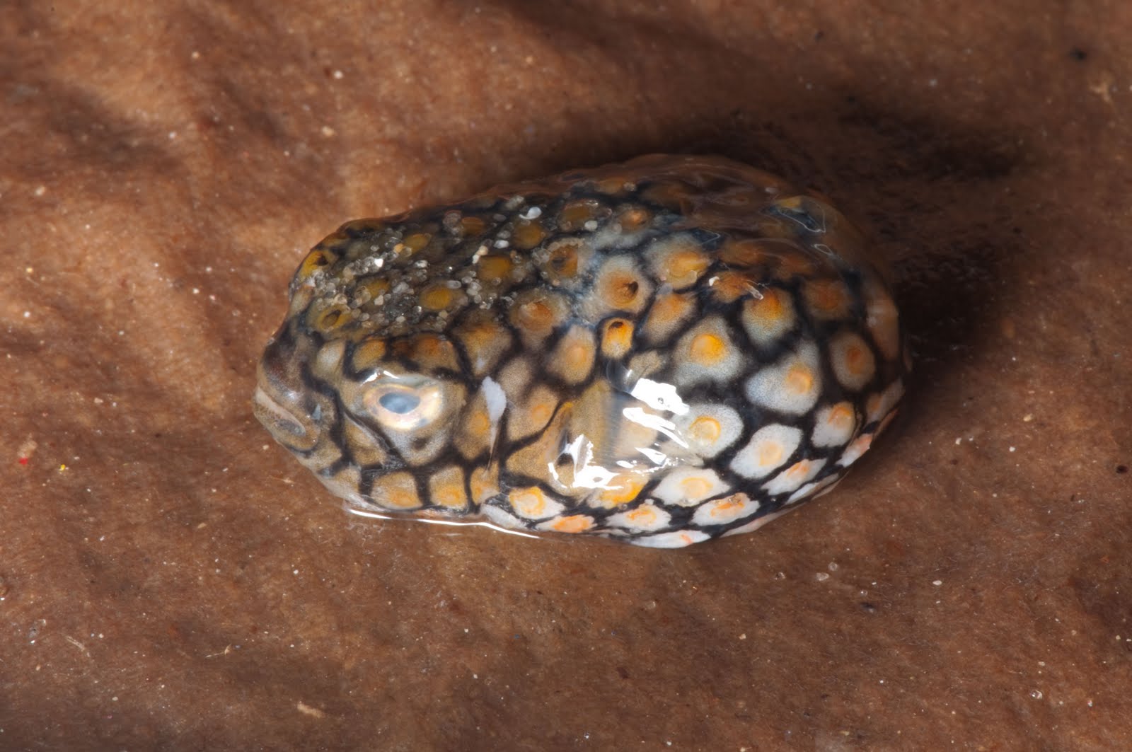 Striped Burrfish - Connecticut Audubon Society