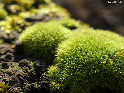 Quelques images de la nature: Mousse 2