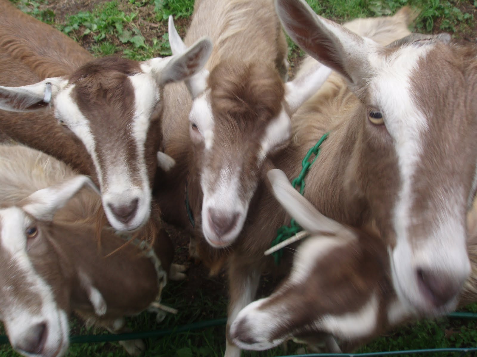 Who's Got Your Goat?: Goat Love