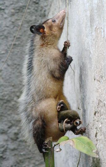 Natura Animalium: Gambá-de-orelha-branca: Vida e Curiosidades