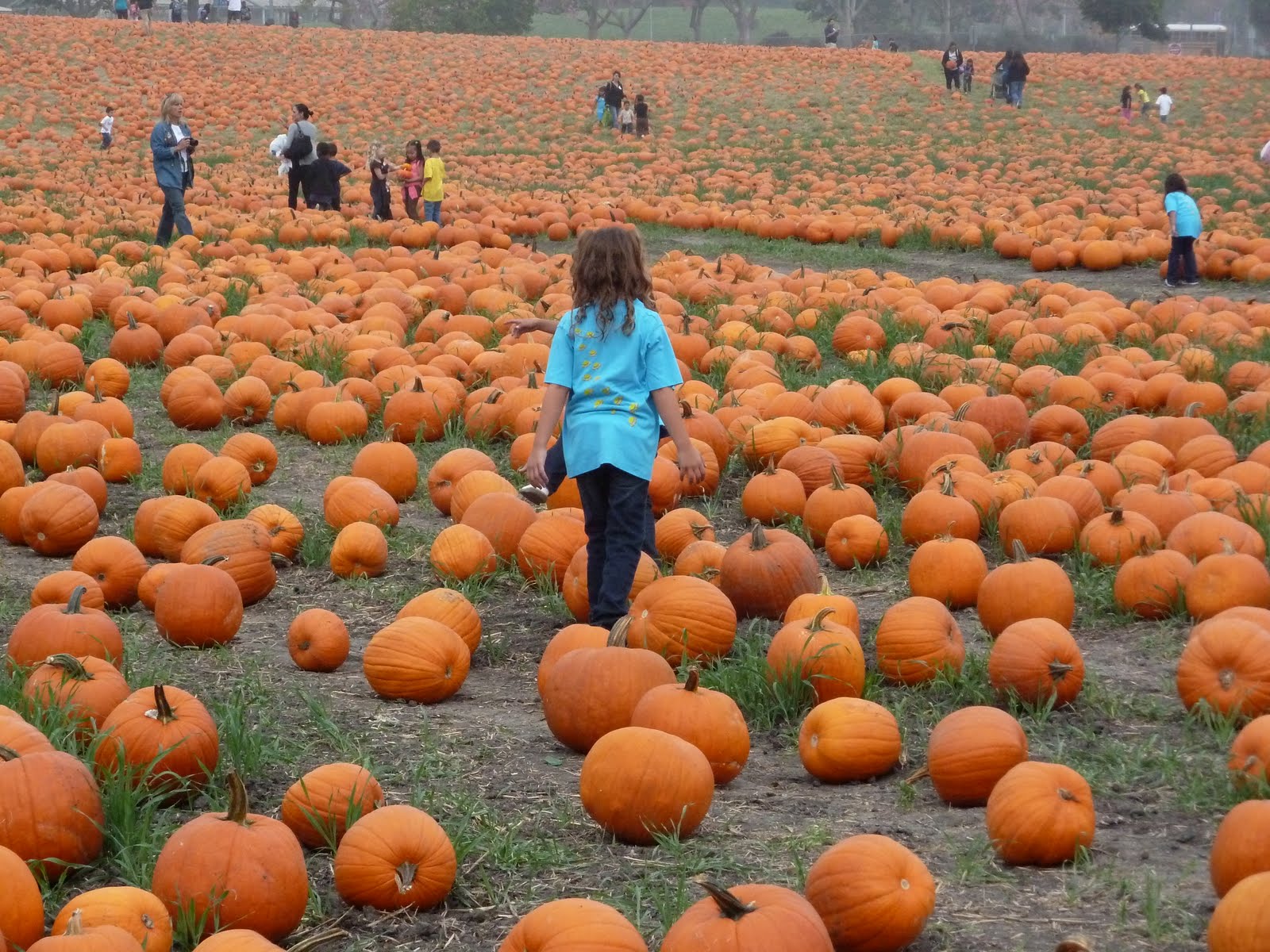 The McKell Family: pumpkin patch field trip