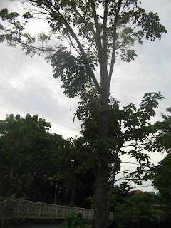 Amazing Butuan: Butuan Regional Museum, Doongan