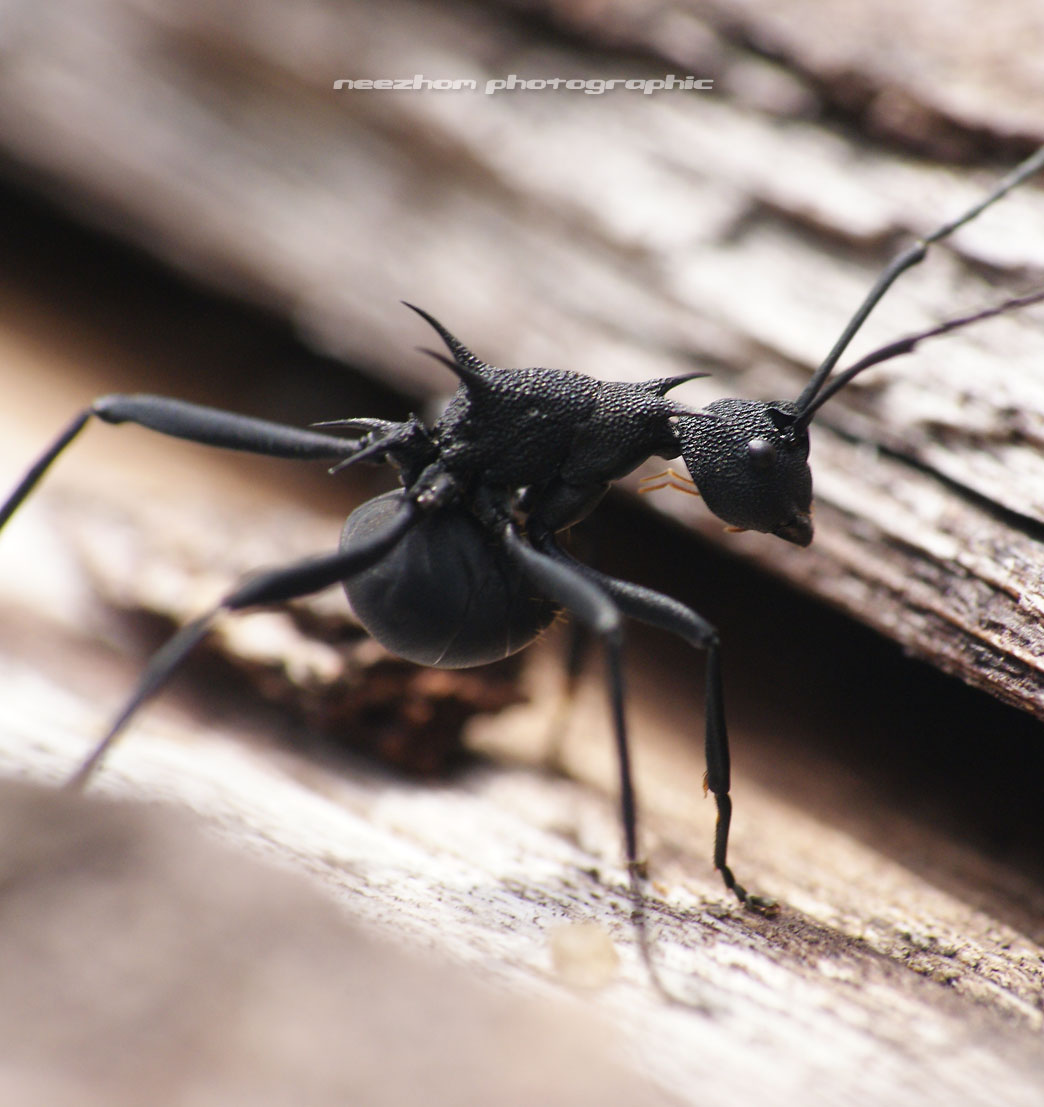 Koleksi Pilihan gambar Semut dan Kerengga