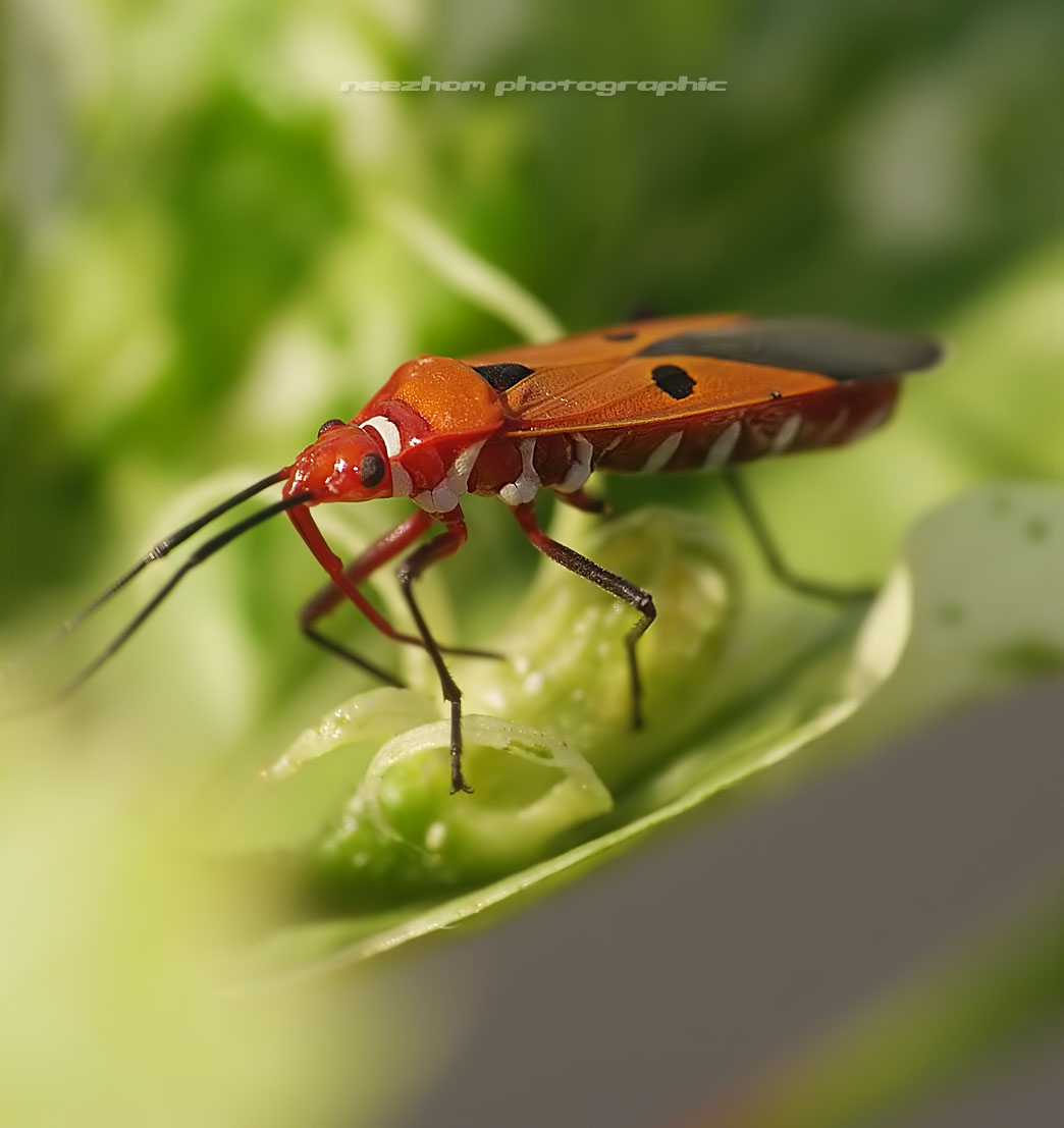 My Shield bug photo gallery ~ Neezhom