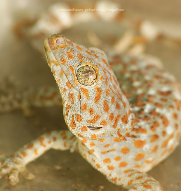 Malaysian island gecko ~ Neezhom
