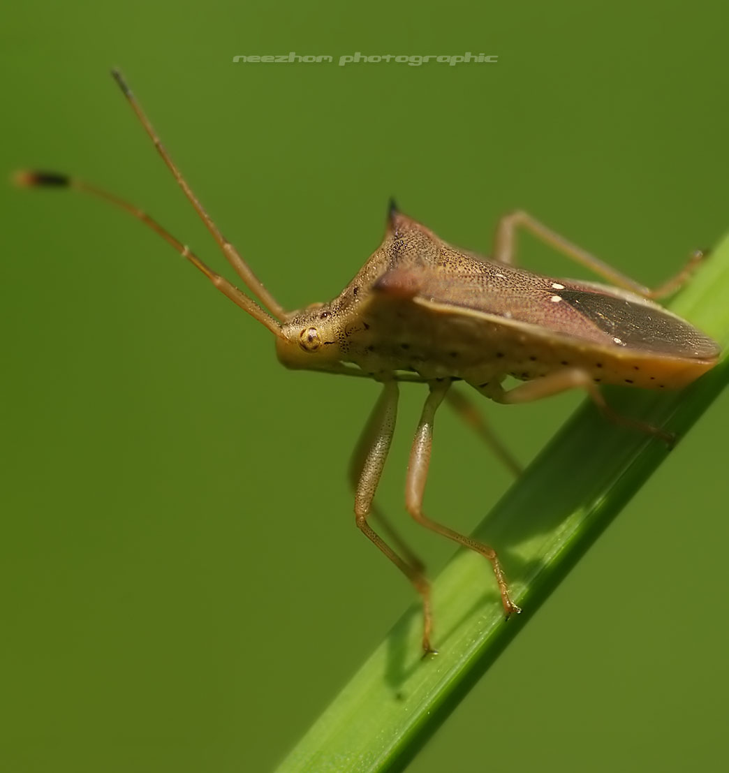 My Shield bug photo gallery ~ Neezhom