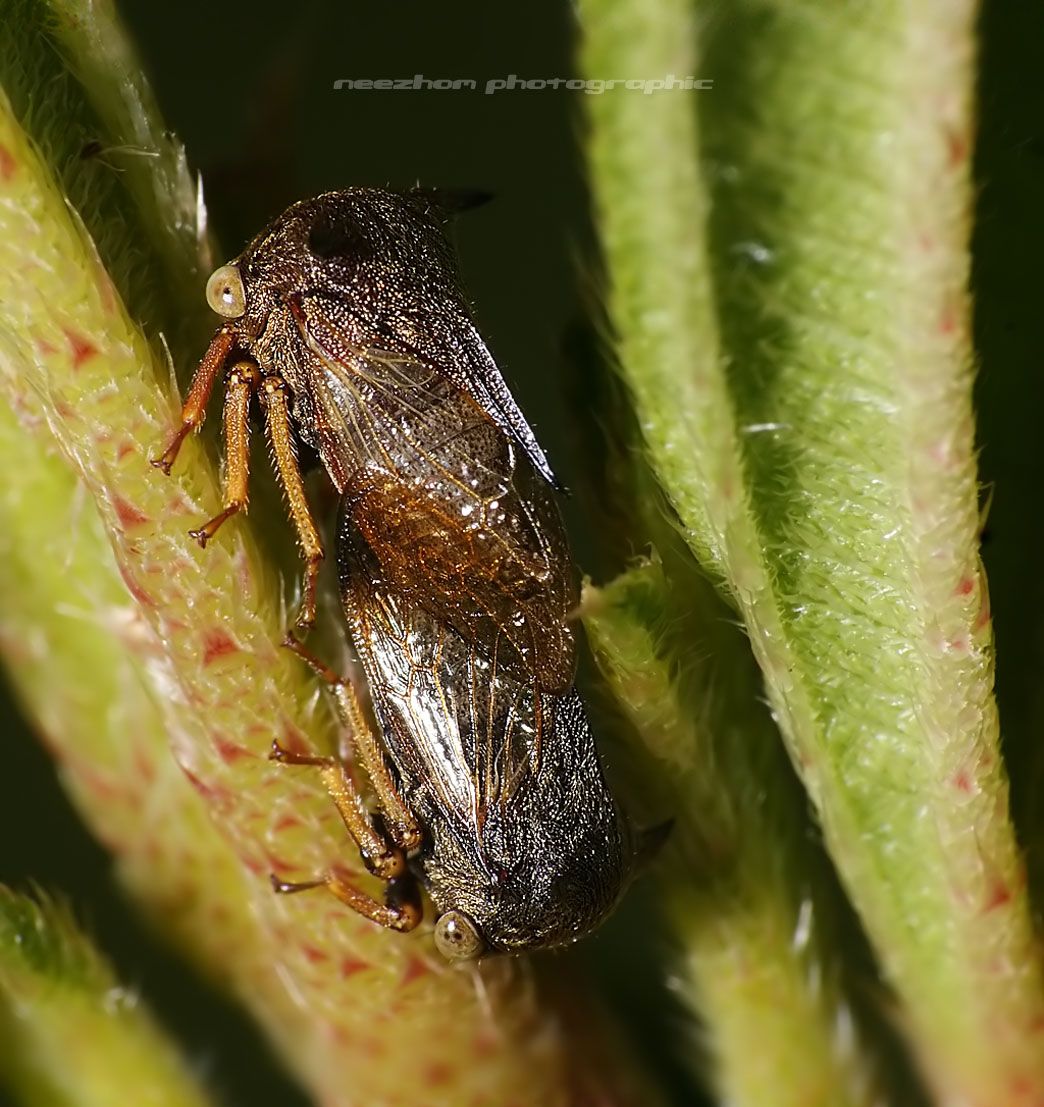 Insects in action - Mating ~ Neezhom