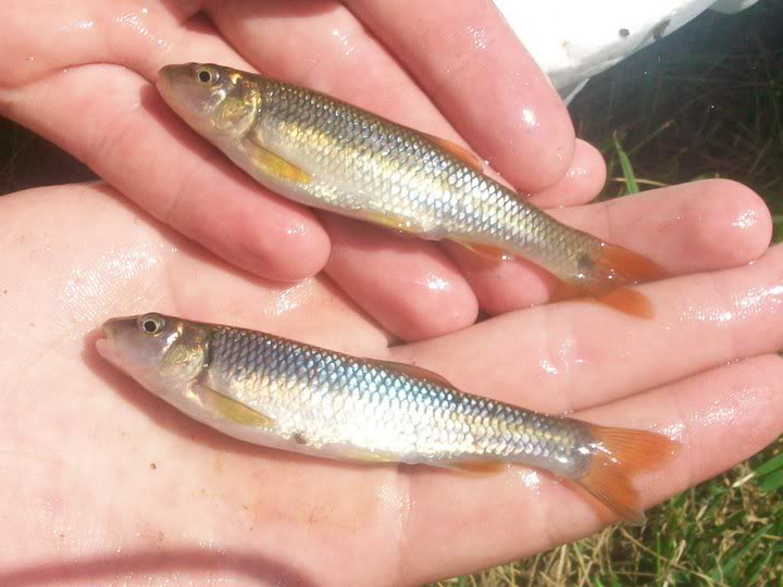 all species fishing: small streams.