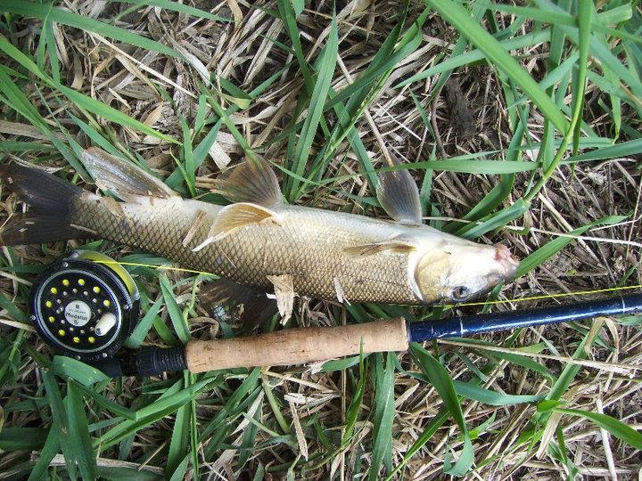 all species fishing: fly fishing suckers