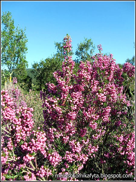 Μελισσοκομικα Φυτα: Ρείκι, Σουσούρα (Erica Μultiflora)