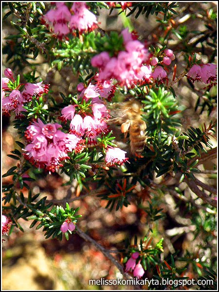 Μελισσοκομικα Φυτα: Ρείκι, Σουσούρα (Erica Μultiflora)