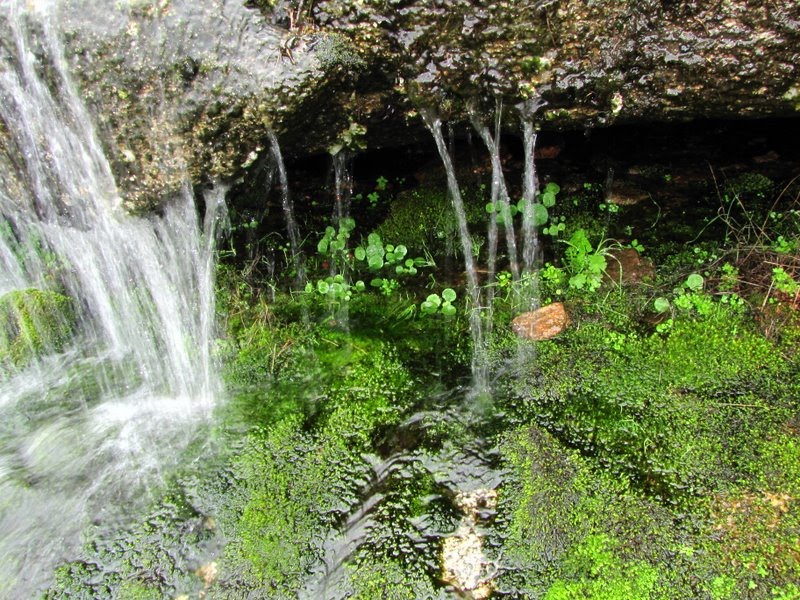 NATURALEZA SALVAJE: RIO COFIO Y ENTORNO.