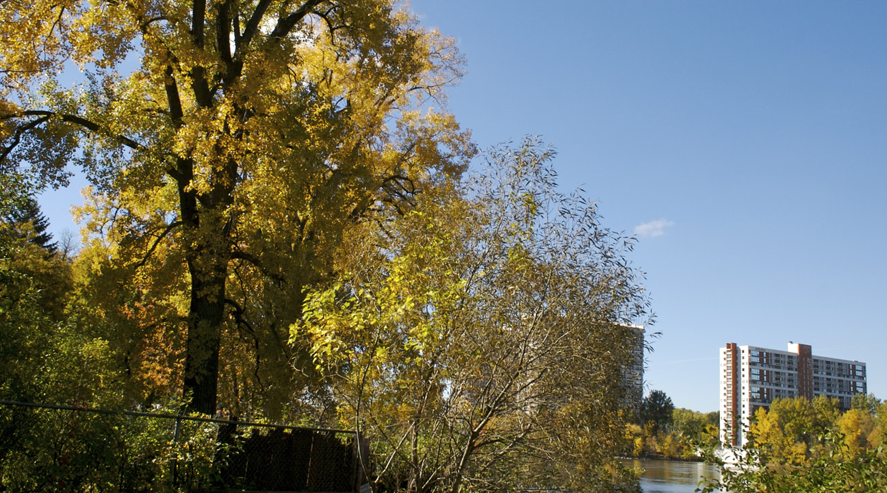 Flora Urbana: Ruisseau Raimbault