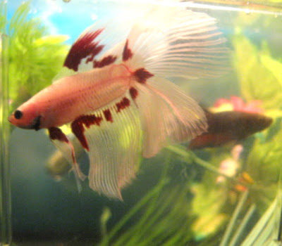 Types of Bettas | All About Betta Care:Guide to Proper Betta Care 101