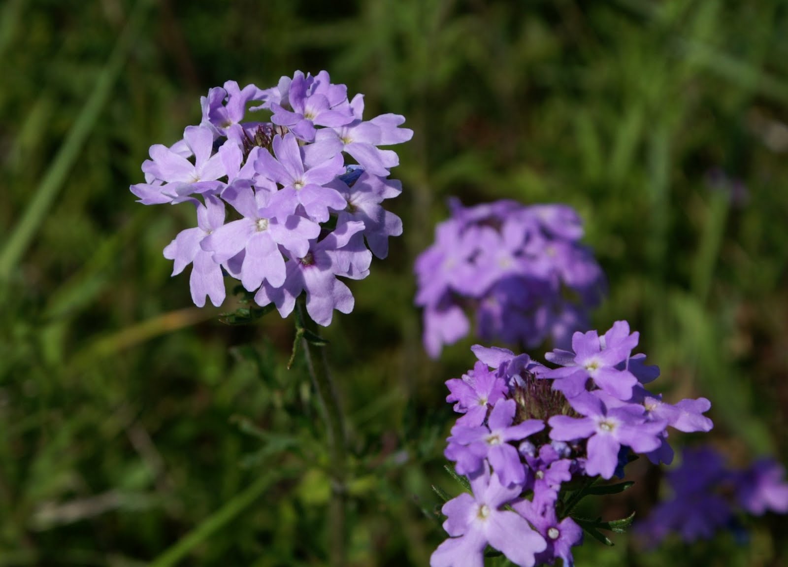 boatsandballs: Saturday Paddlers - Guadalupe River