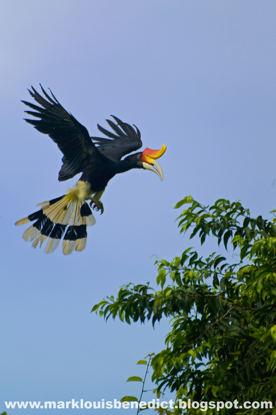 Rhinoceros Hornbill Flying