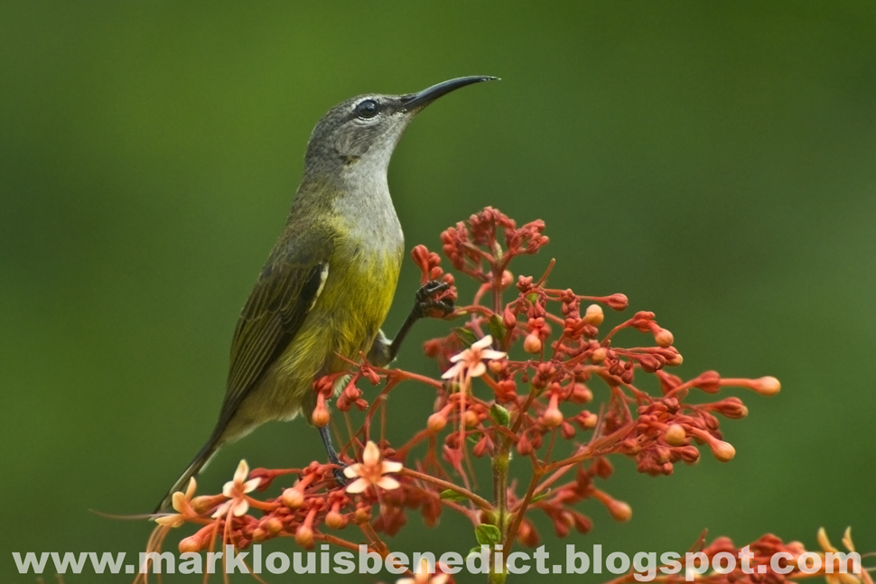 NATURAL WONDERS of BORNEO : A Wildlife Photography Blog