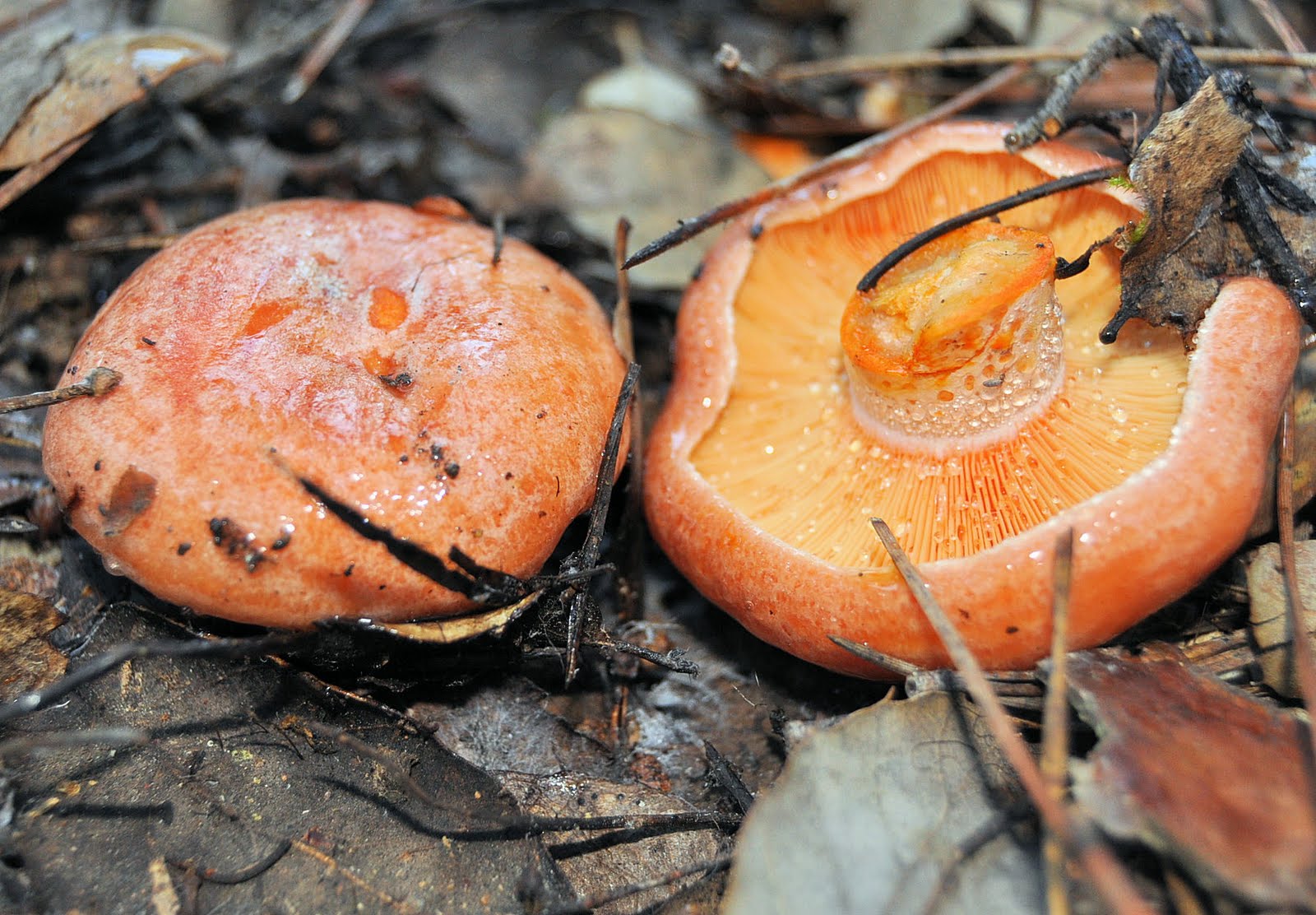 Naturaleza: NISCALO O LACTARIUS DELICIOSUS