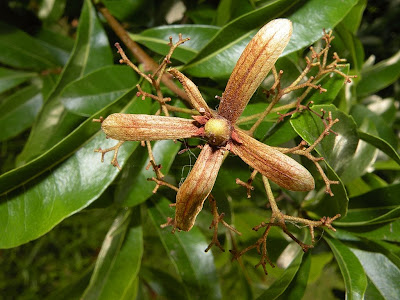 Uruguay's wildlife & Natural sanctuaries - Santuarios naturales & flora ...