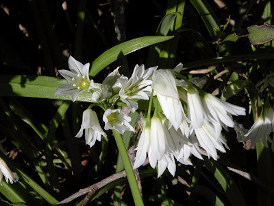 Uruguay's wildlife & Natural sanctuaries - Santuarios naturales & flora ...