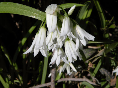 Uruguay's wildlife & Natural sanctuaries - Santuarios naturales & flora ...