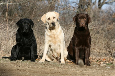Black, Yellow and Chocolate Lab Names for Your Labrador Retriever | Our ...