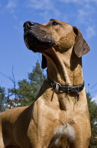 Origin and History of Rhodesian Ridgebacks | Our Pets, We Love 'Em