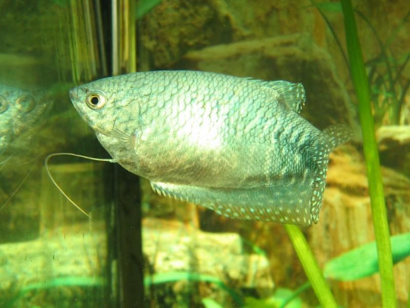 Freshwater Tropical Fish Guide - The Blue Gourami | Our Pets, We Love 'Em