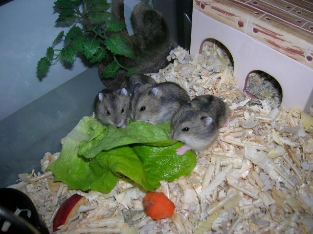 Dwarf Russian Hamster Care | Our Pets, We Love 'Em