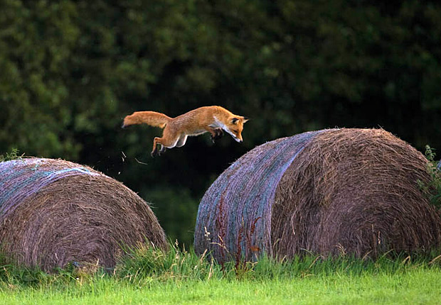 Fox Chase: "Fox Pouncing"