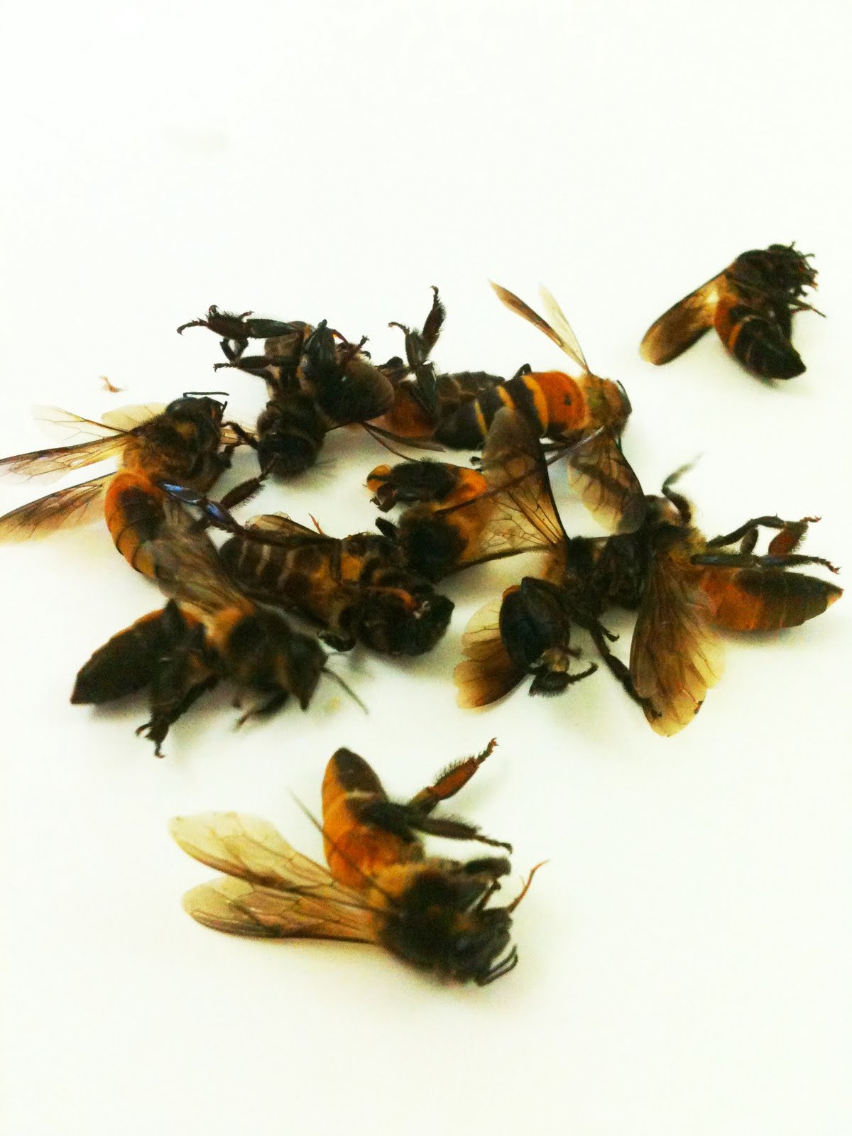 k a l e i d o s c o p i s t i c: i.observe - bee migration