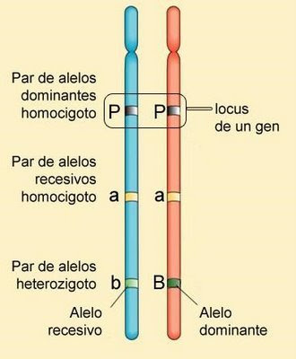 Biología: Apartado V: Herencia y transmisión genética