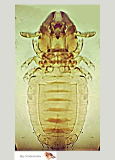 Wolfire- Science: Felicola subrostratus